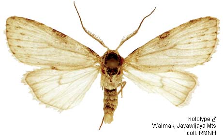 Papua Insects Foundation (Lepidoptera/Nolidae/Nolinae/Manoba grisealis)